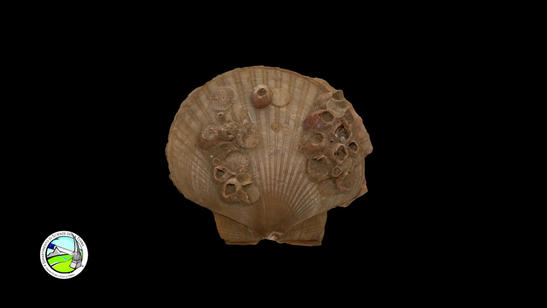 Pecten Con Balanidi - 3D model by Dipartimento di Scienze della Terra ...