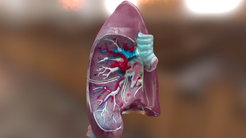 lung model - 3D model by robstoll [acfc8f7] - Sketchfab