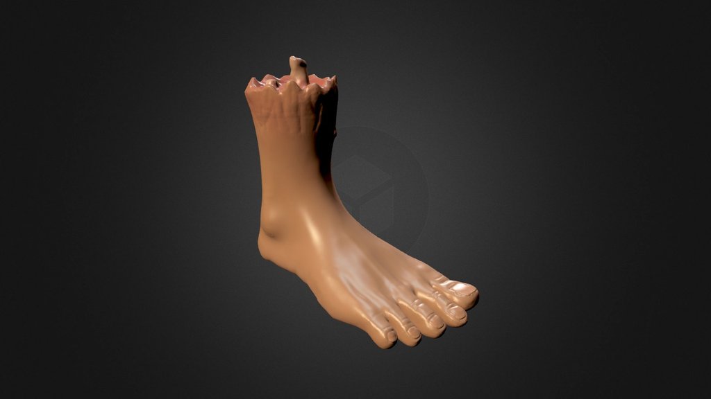 Severed Foot - 3D model by Bill Nguyen (@bill_nguyen) [acfcc5a] - Sketchfab