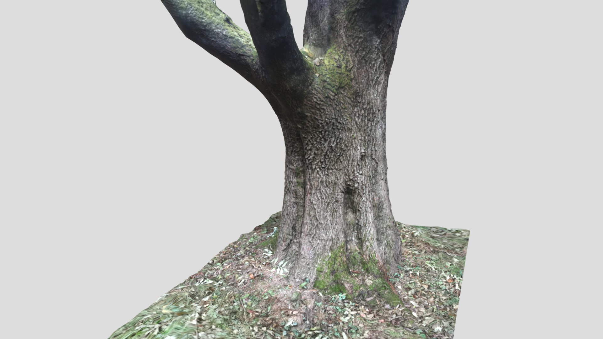 Tree - Download Free 3D model by f0li0 [ad003dd] - Sketchfab