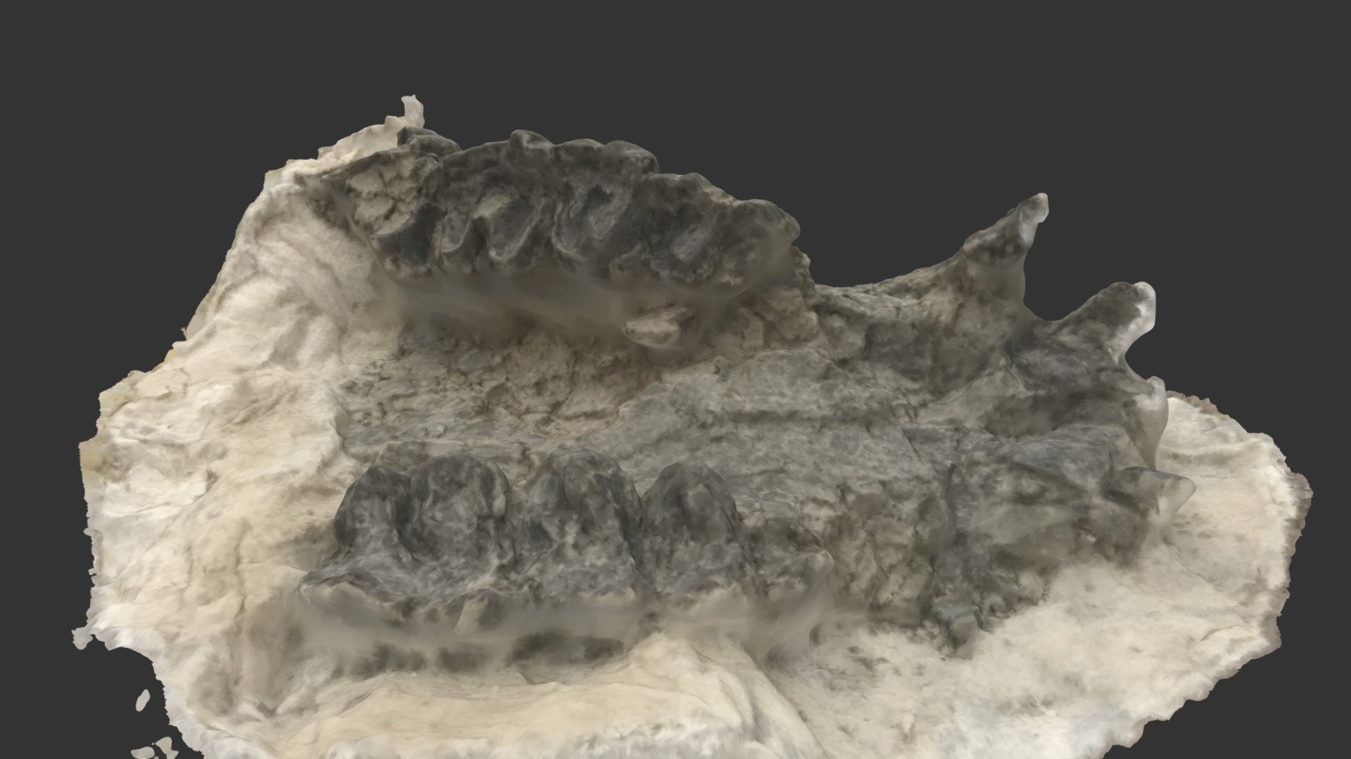 Amynodon Upper Jaw - 3D model by dale711 [ad03518] - Sketchfab