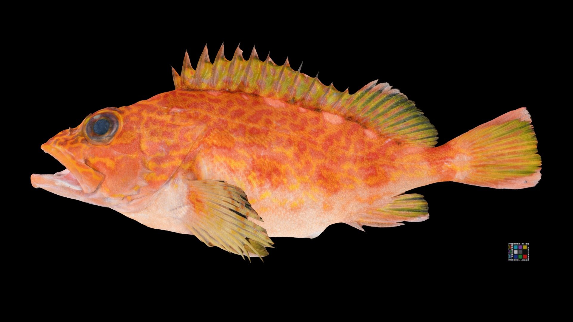 アヤメカサゴ Yellowbarred Red Rockfish, S. a. - Download Free 3D model by ...