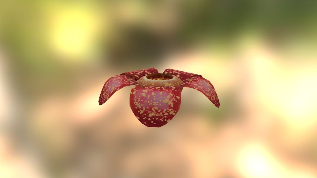 Rafflesia Arnoldii - 3D model by Aislinn Hon (@A_Hon) [ad13651] - Sketchfab