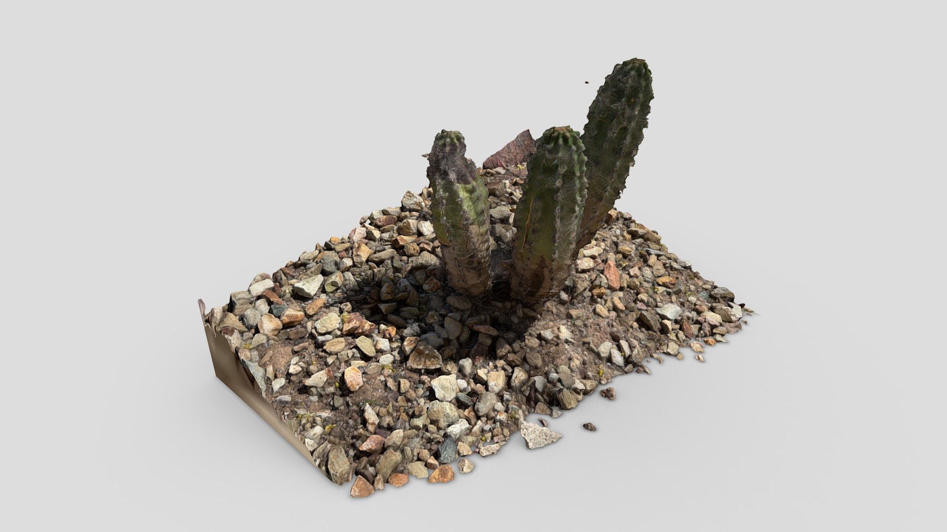 Small Cactus Scan - Download Free 3D model by Guillermo Sainz ...