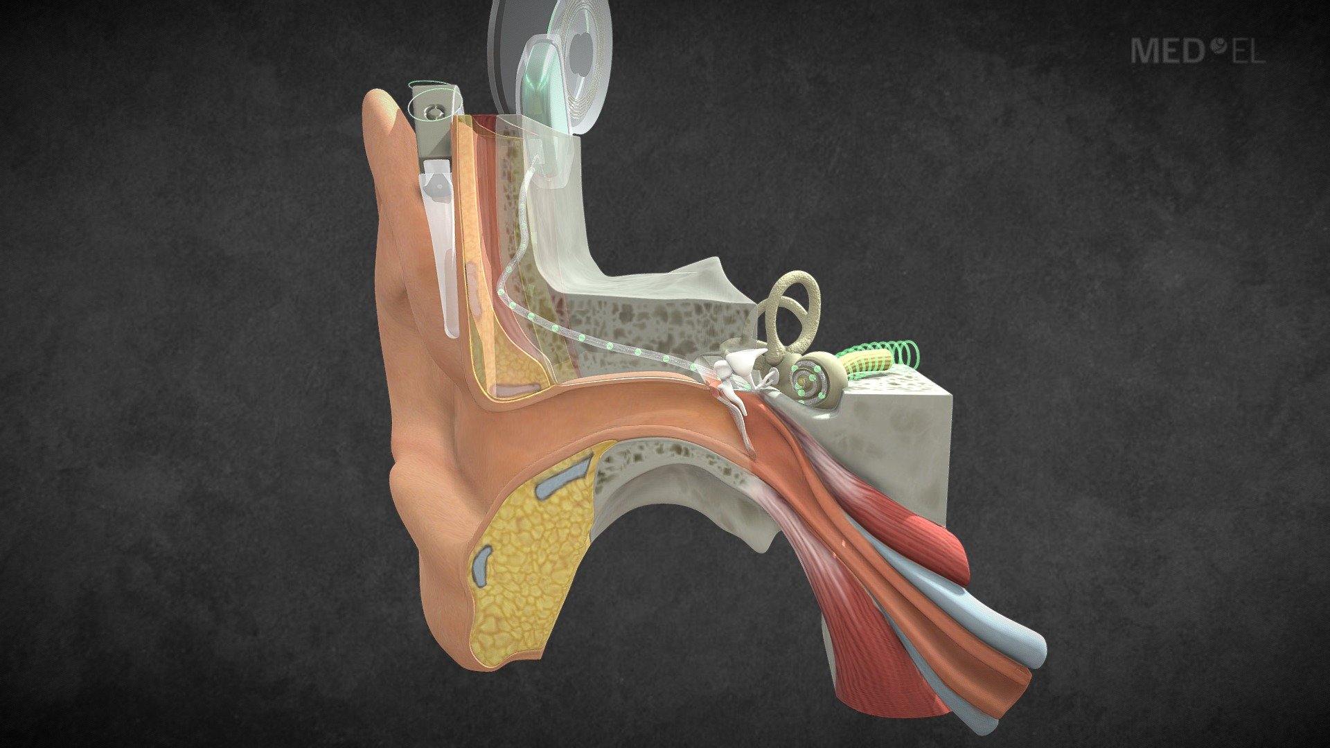 How a CI Works - 3D model by **m3del-USA** (@m3del) [ad1f697] - Sketchfab