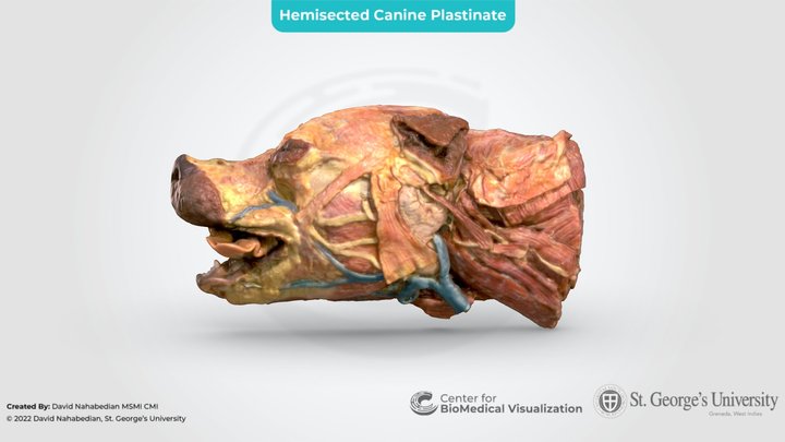 Veterinary-anatomy 3D models - Sketchfab