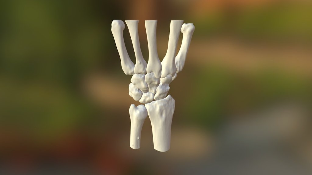 wrist phalanges - 3D model by 3D Printing and Visualization Lab ...