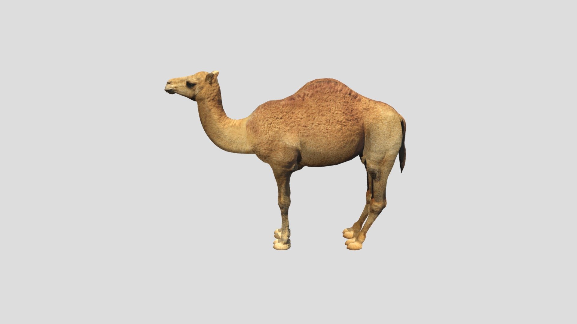 camel - 3D model by ahmedhalawani [ad29fa9] - Sketchfab