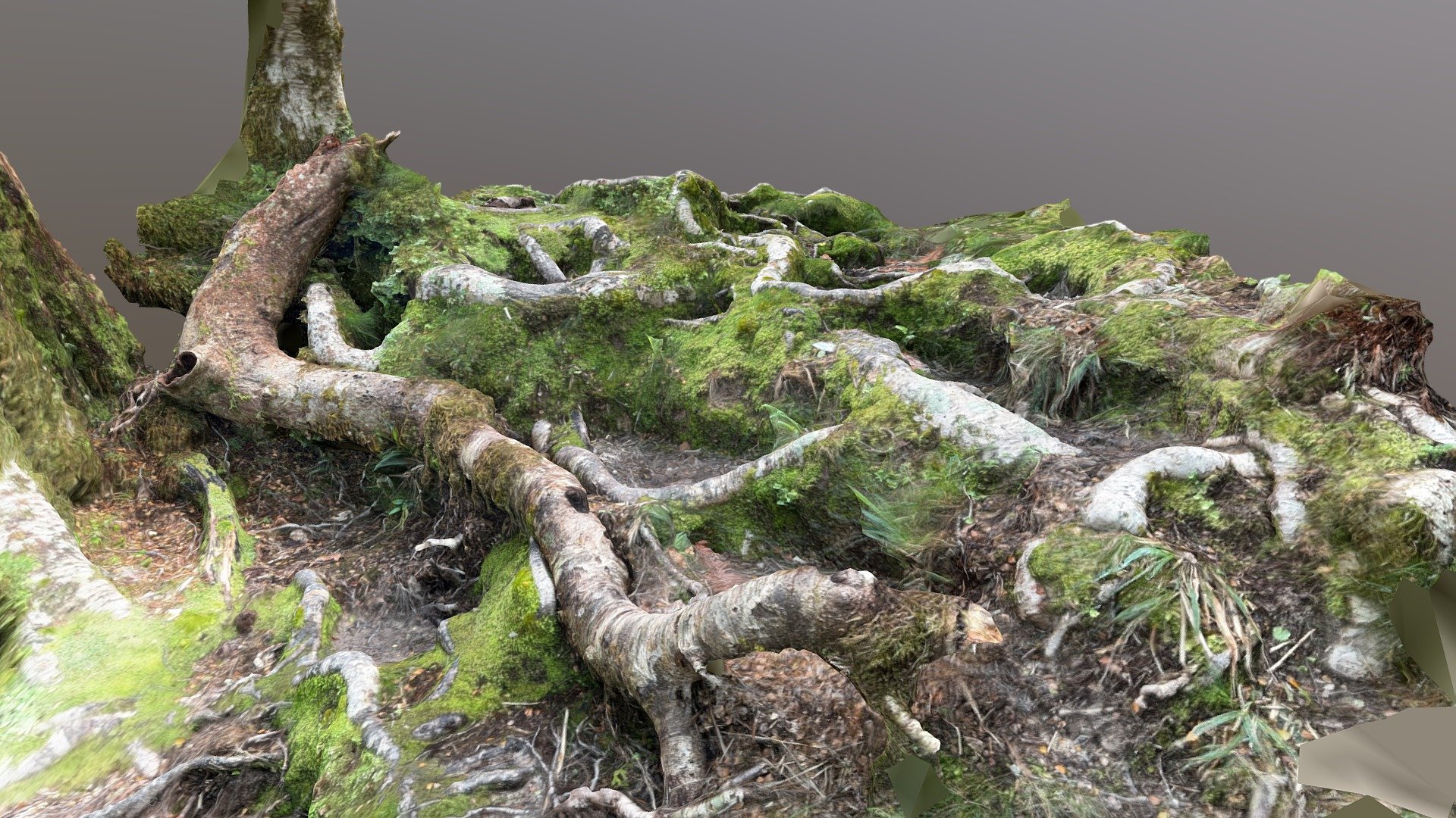 Forest Floor 2 - 3D model by guigus60 [ad31065] - Sketchfab