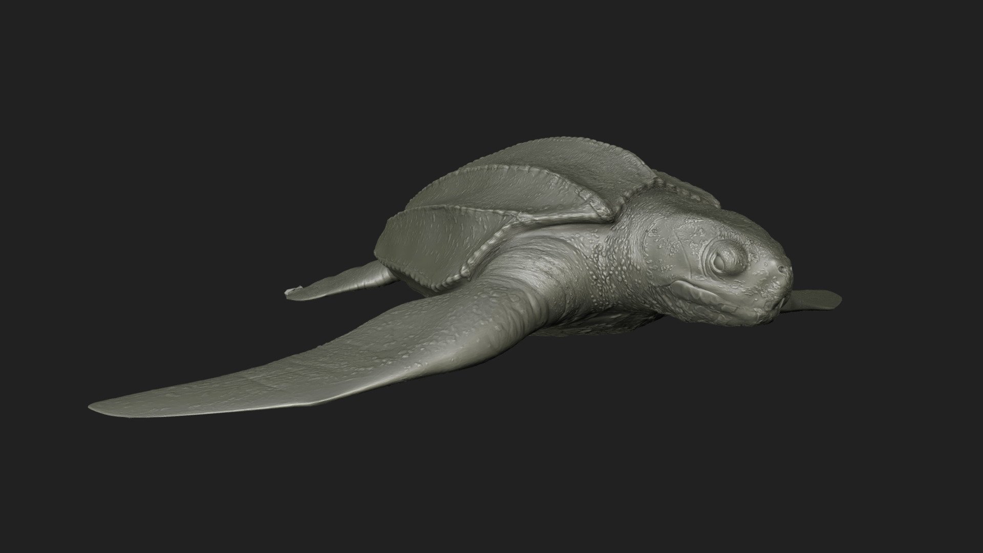 Model 95B - Adult Leatherback Mesh - Download Free 3D model by ...
