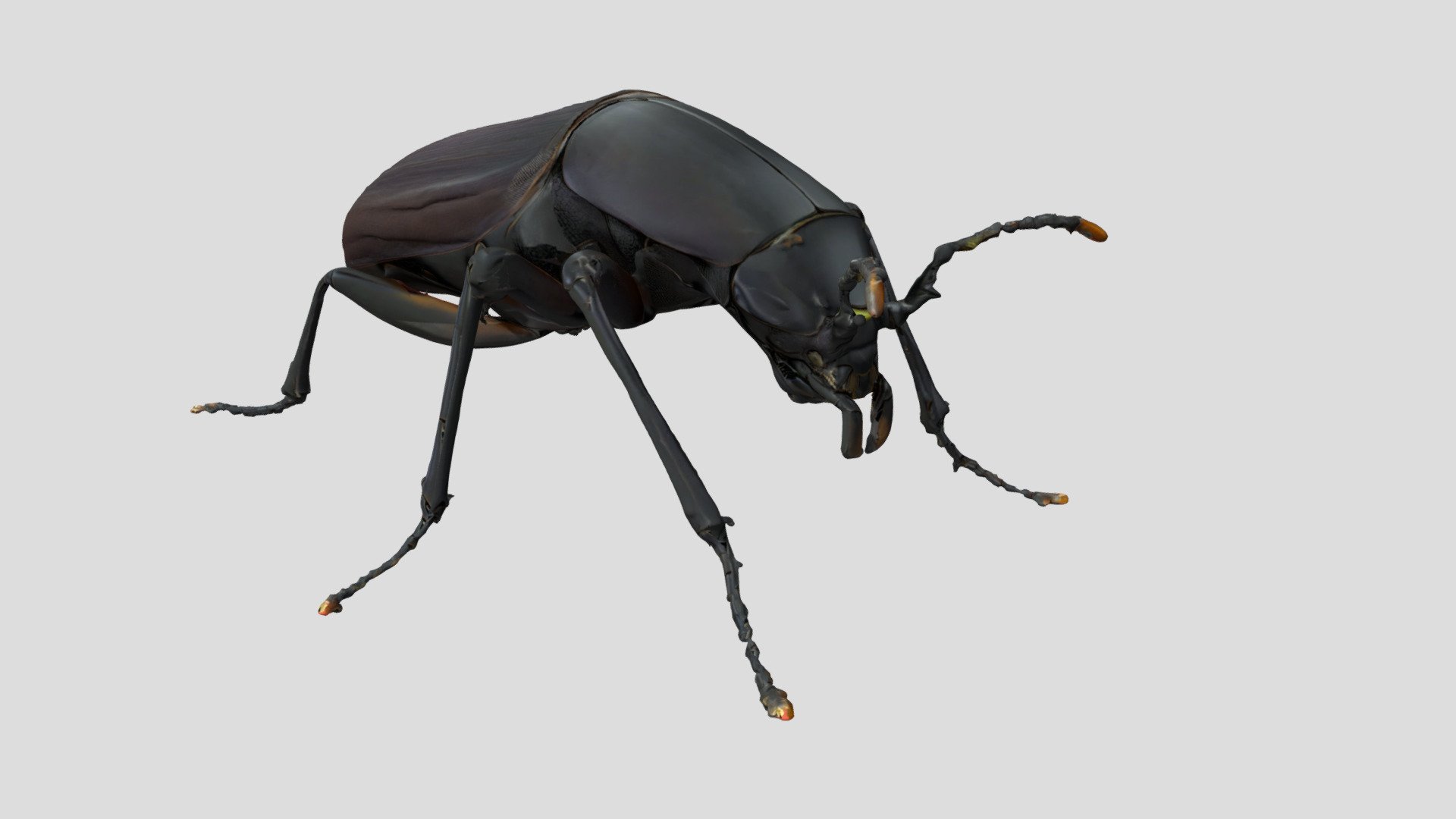 Ground Beetle - insect - Download Free 3D model by Brian Trepanier ...