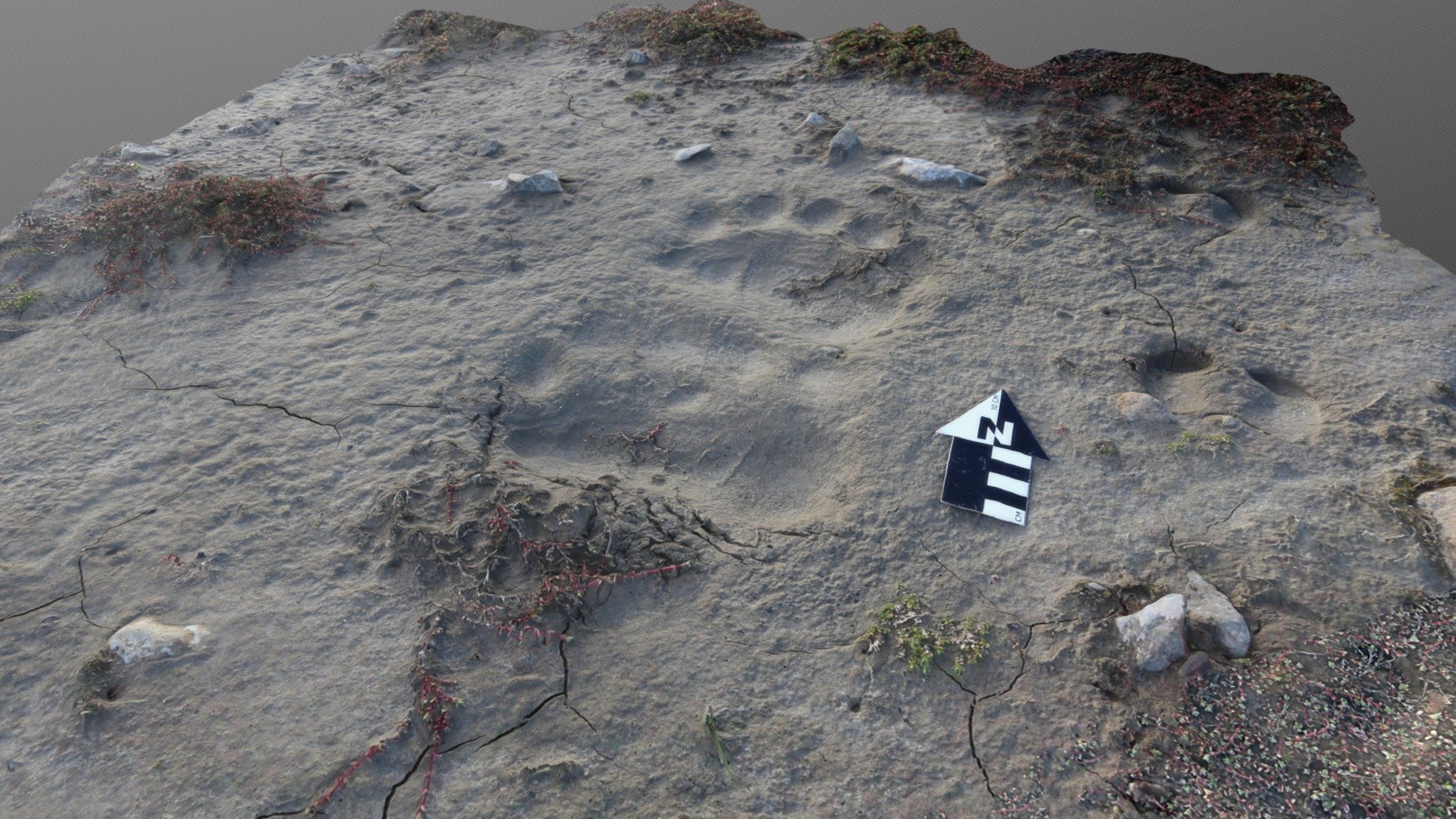 Polar Bear Paw Prints, Ny-Ålesund - 3D model by Myeongho Seo (@mydad88 ...