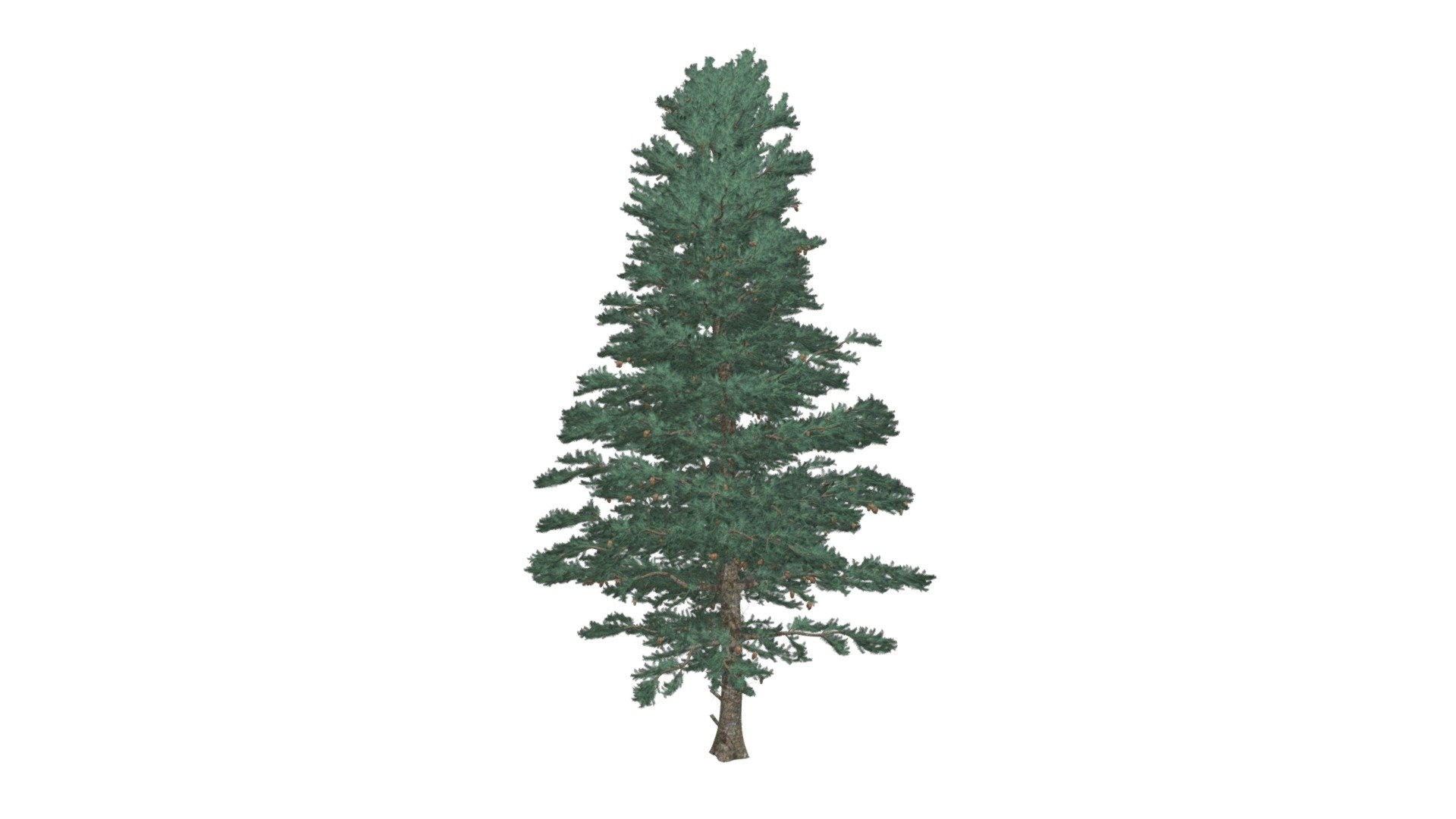 White Fir Tree #05 - Buy Royalty Free 3D model by meshshape [ad555d5 ...