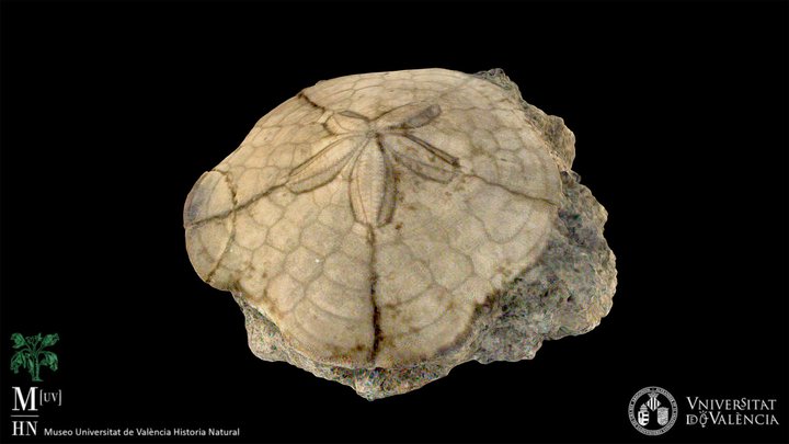 Echinoderm 3D models - Sketchfab