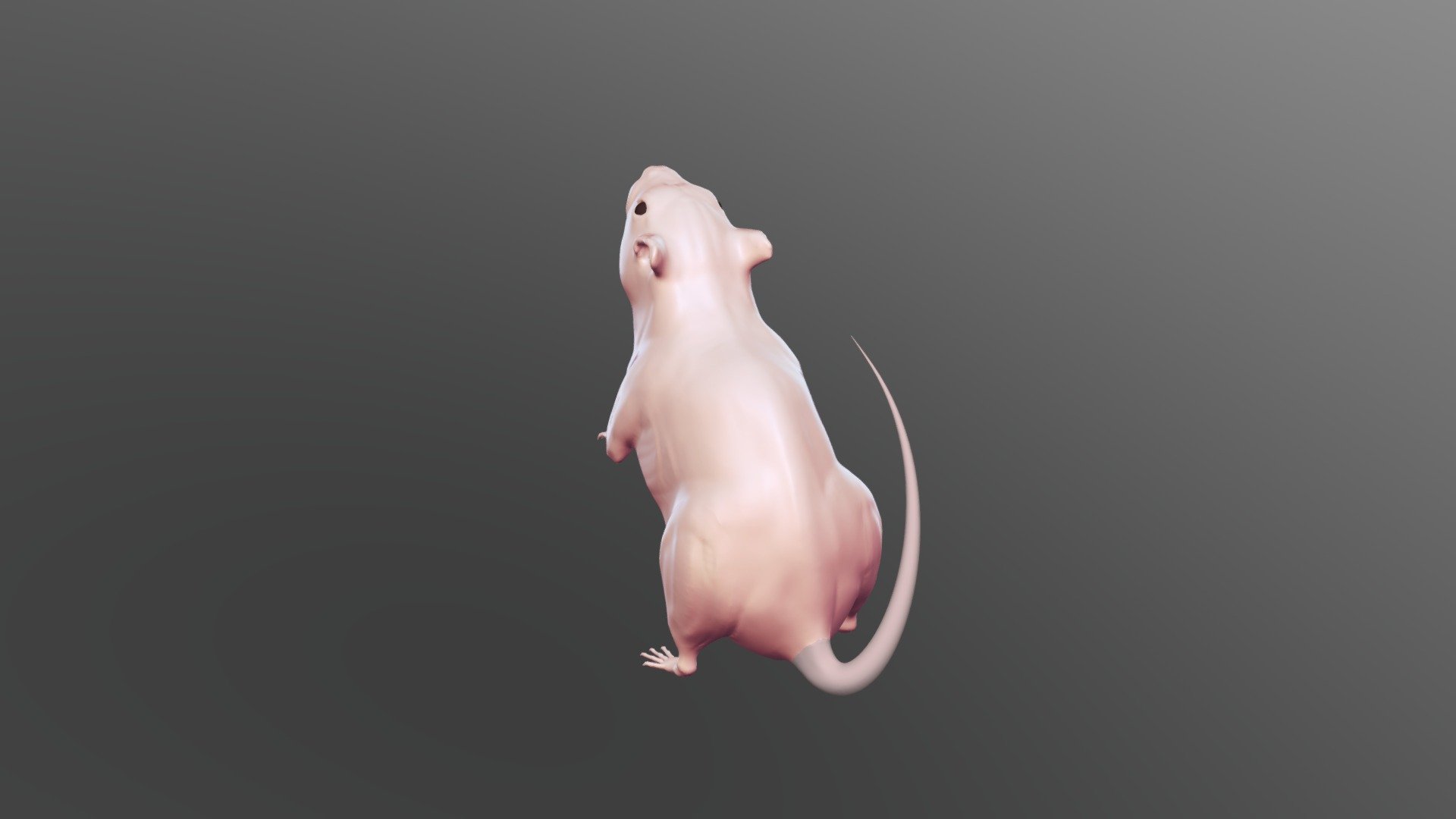 Rat - 3D model by prodnukam [ad605f6] - Sketchfab