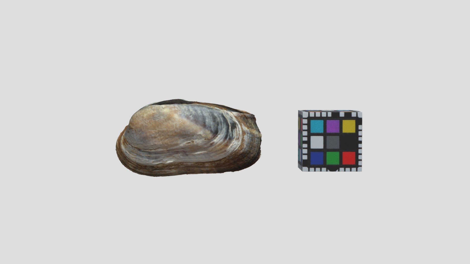 CC0 ウネナシトマヤガイ, Trapezium liratum - Download Free 3D model by ffish.asia / floraZia.com ...