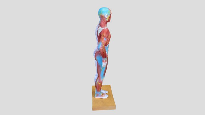 Meridians 3D models - Sketchfab
