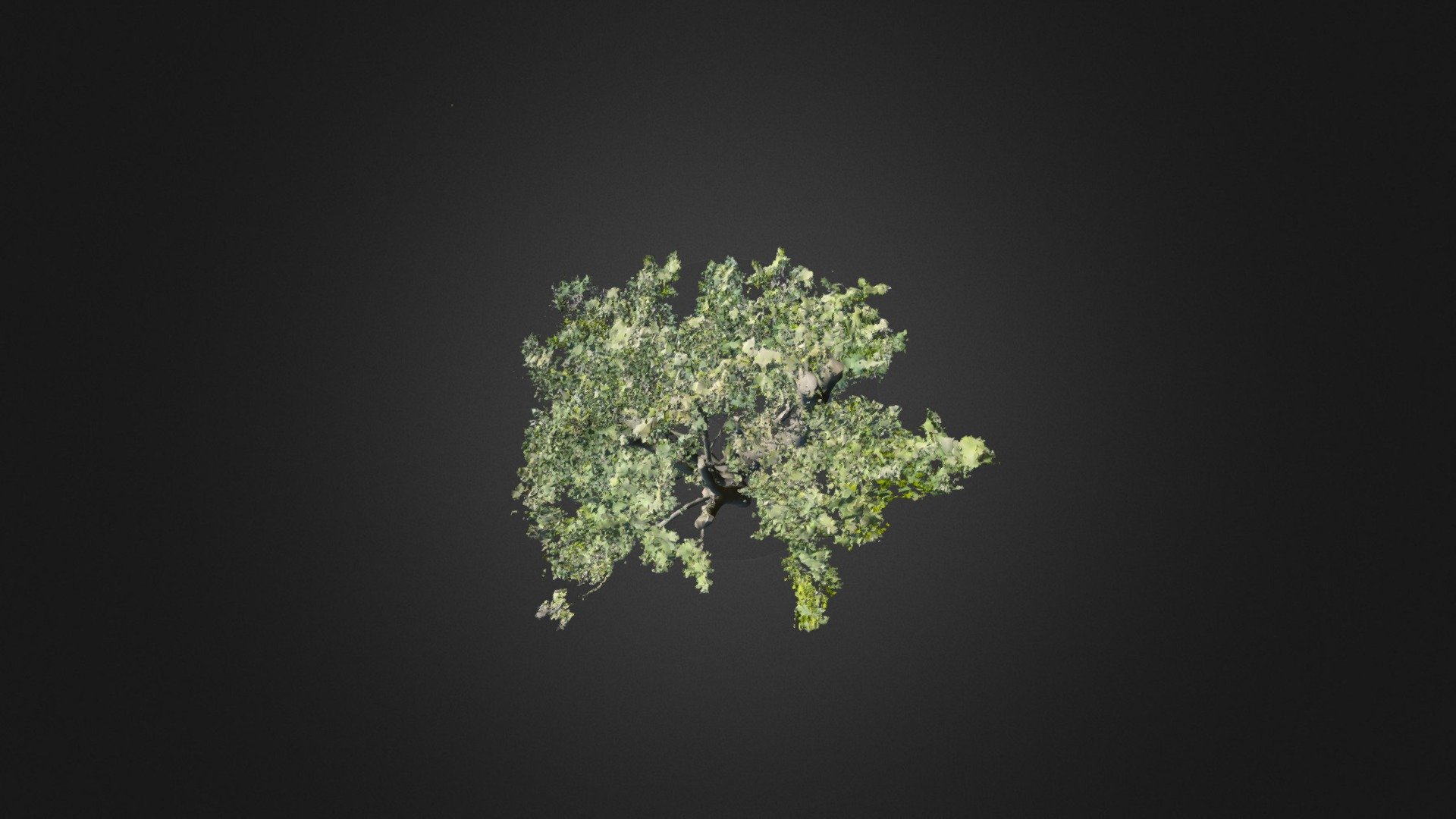 3D Tree #19 - 3D model by OpenForests Mapper (@openforests) [ad72414 ...