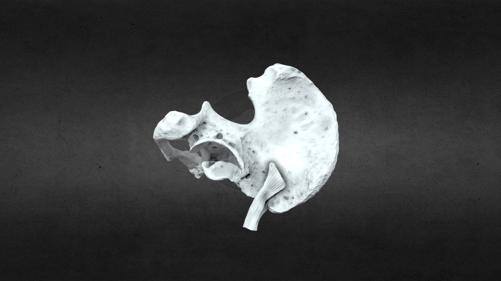 Hip Bone - Download Free 3D model by Exact Metrology (@ExactMetrology ...