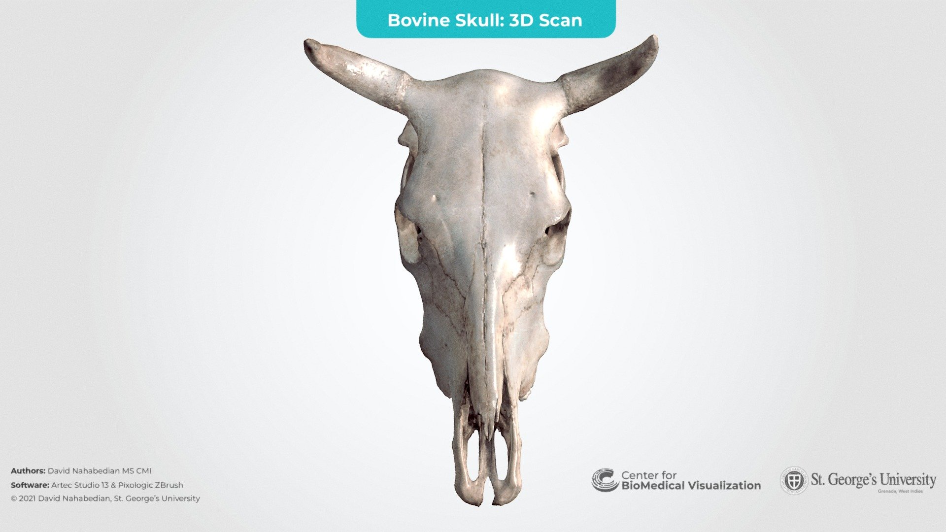 Bovine Skull: 3D Scan - 3D model by The Center for BioMedical Visualization at SGU (@SGUMedArt ...