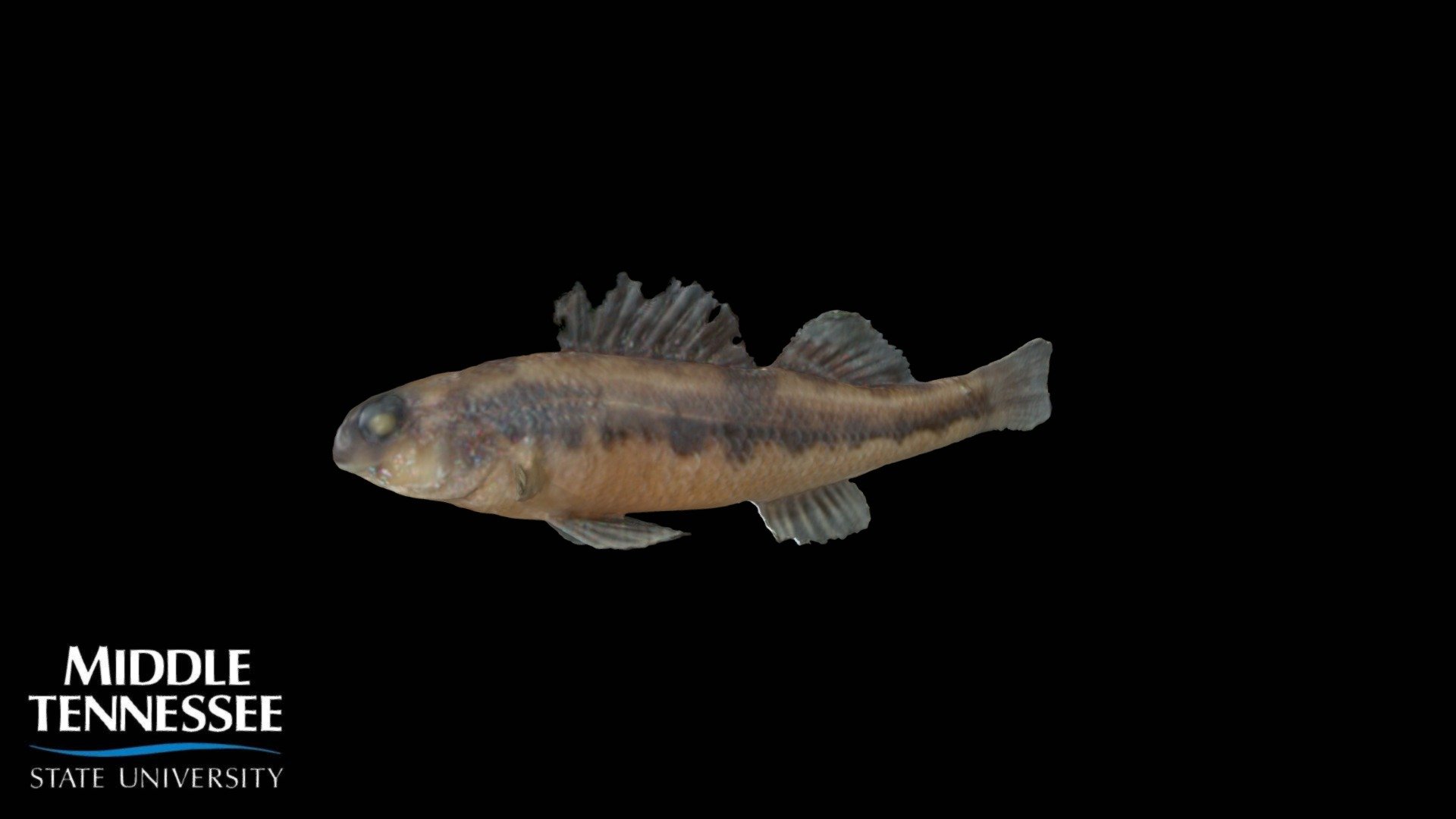 Splendid darter - Etheostoma barrenense - Download Free 3D model by ...