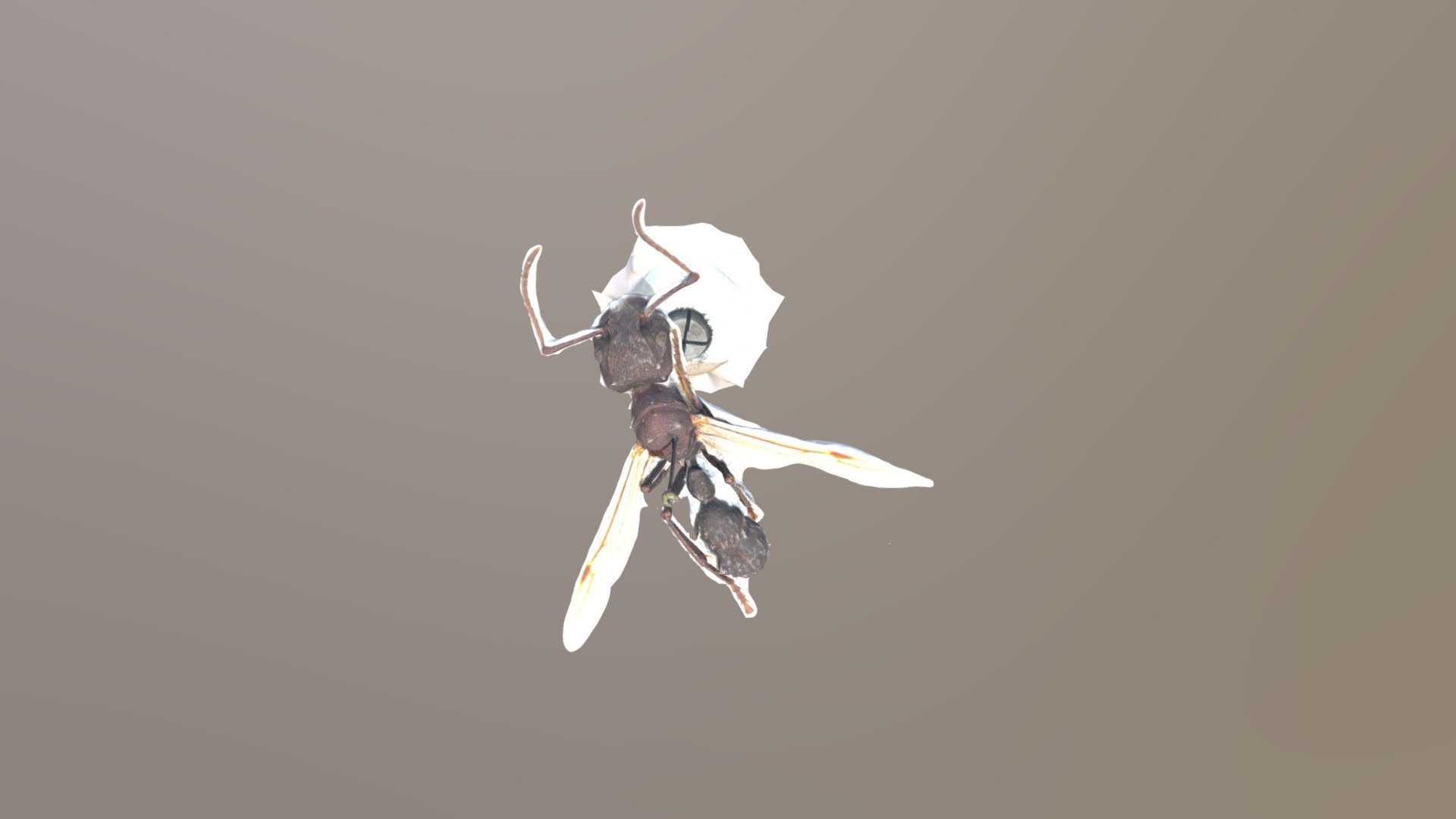 3DF Zephyr - Paraponera clavata - 3D model by FIP-Cohort9 [ad7c108 ...