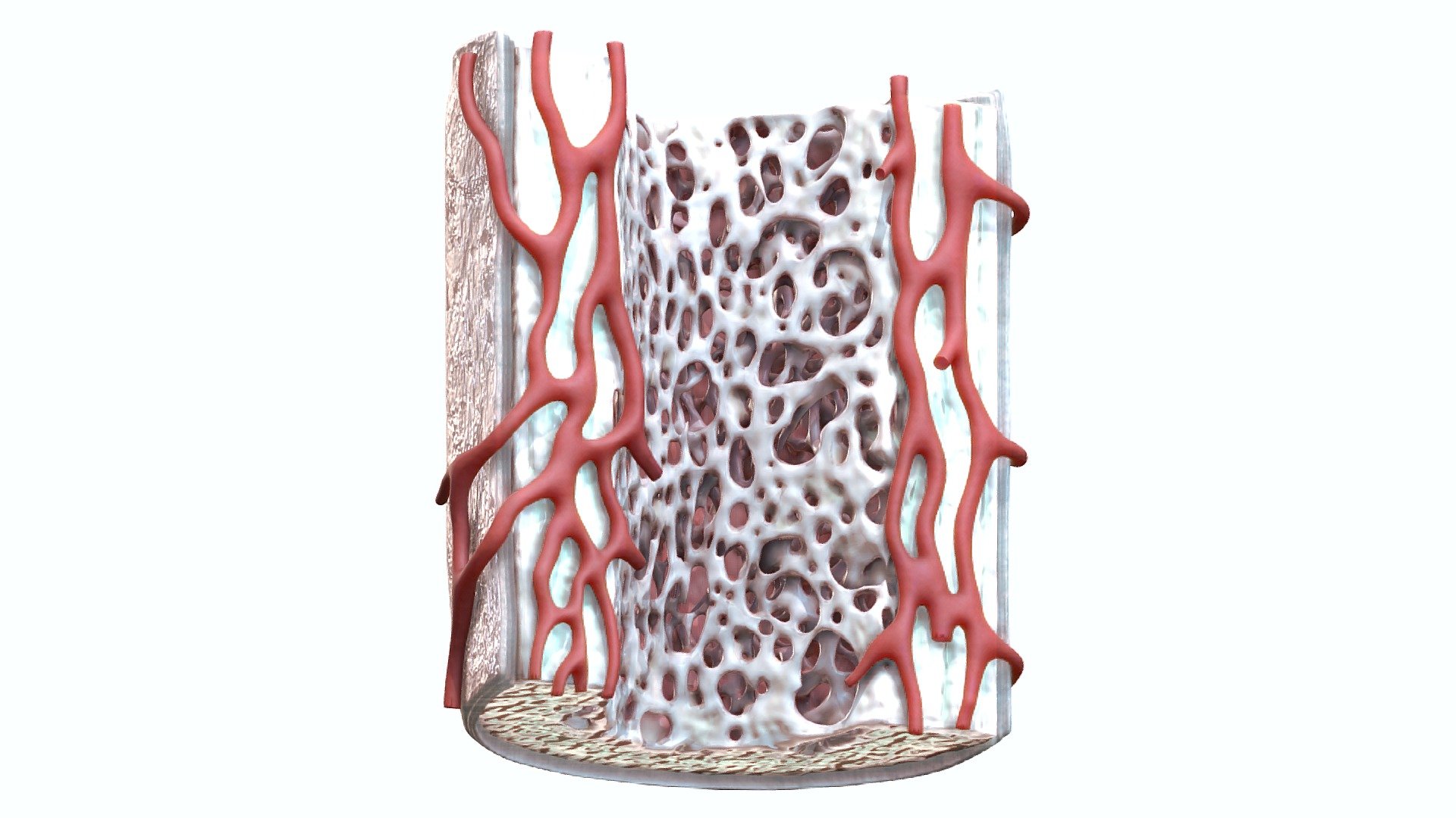 Bone Structure Anatomy Periosteum Spongy - Buy Royalty Free 3D model by zames1992 [ad7c1fc ...
