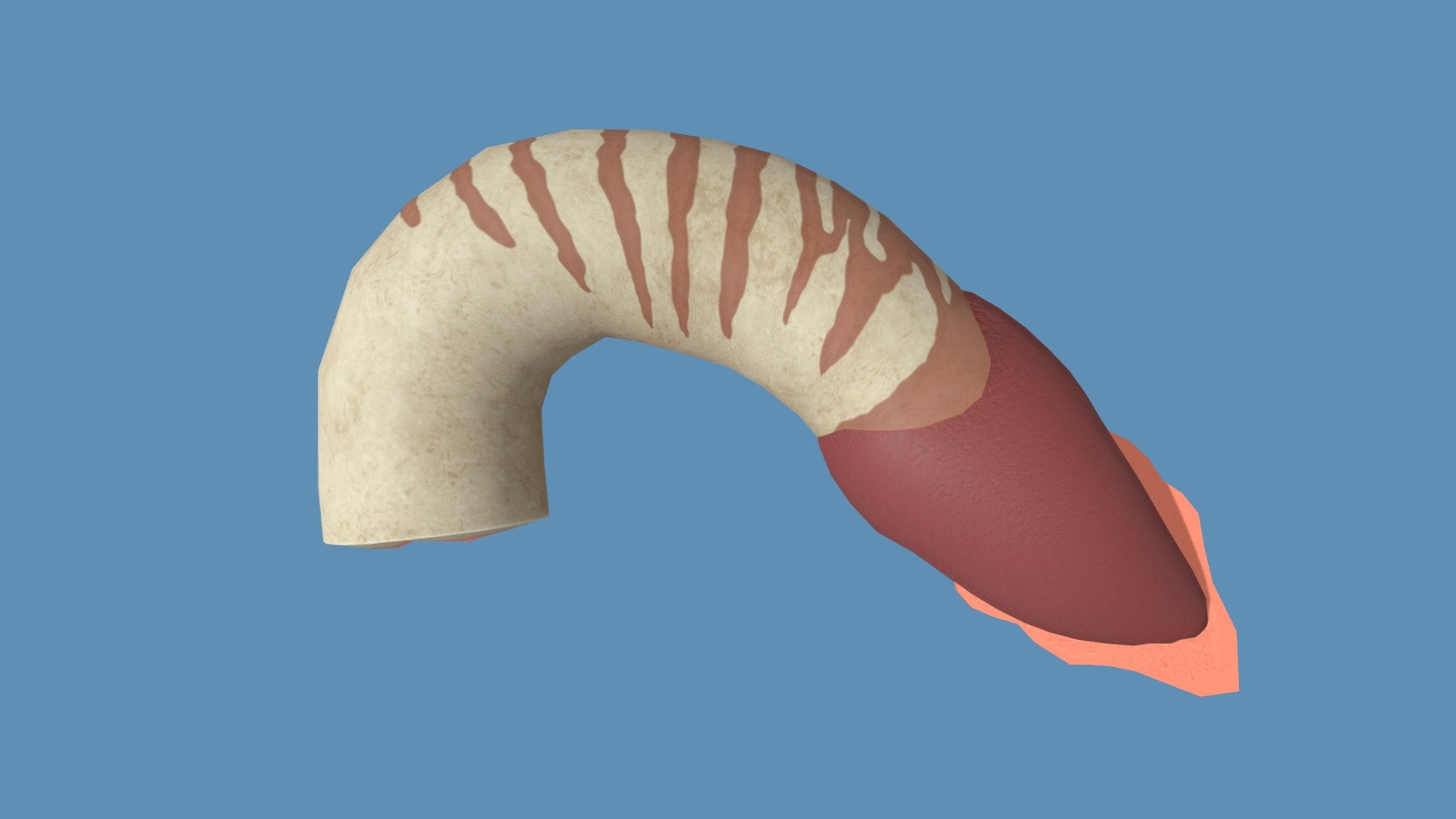 Nautaliuas Phallus - 3D model by KaylaBarnes (@kaylabarnes13) [ad7c45d ...