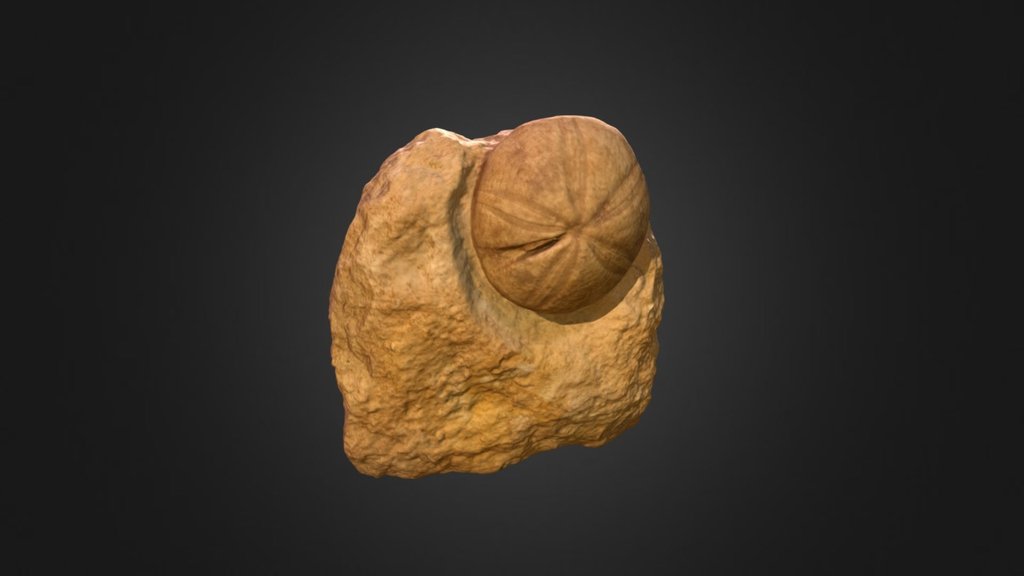 Clypeus ploti, Sea Urchin - 3D model by jshelton317 [ad84c7b] - Sketchfab