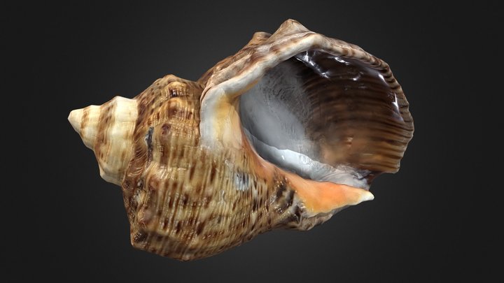 Seashell 3D models - Sketchfab
