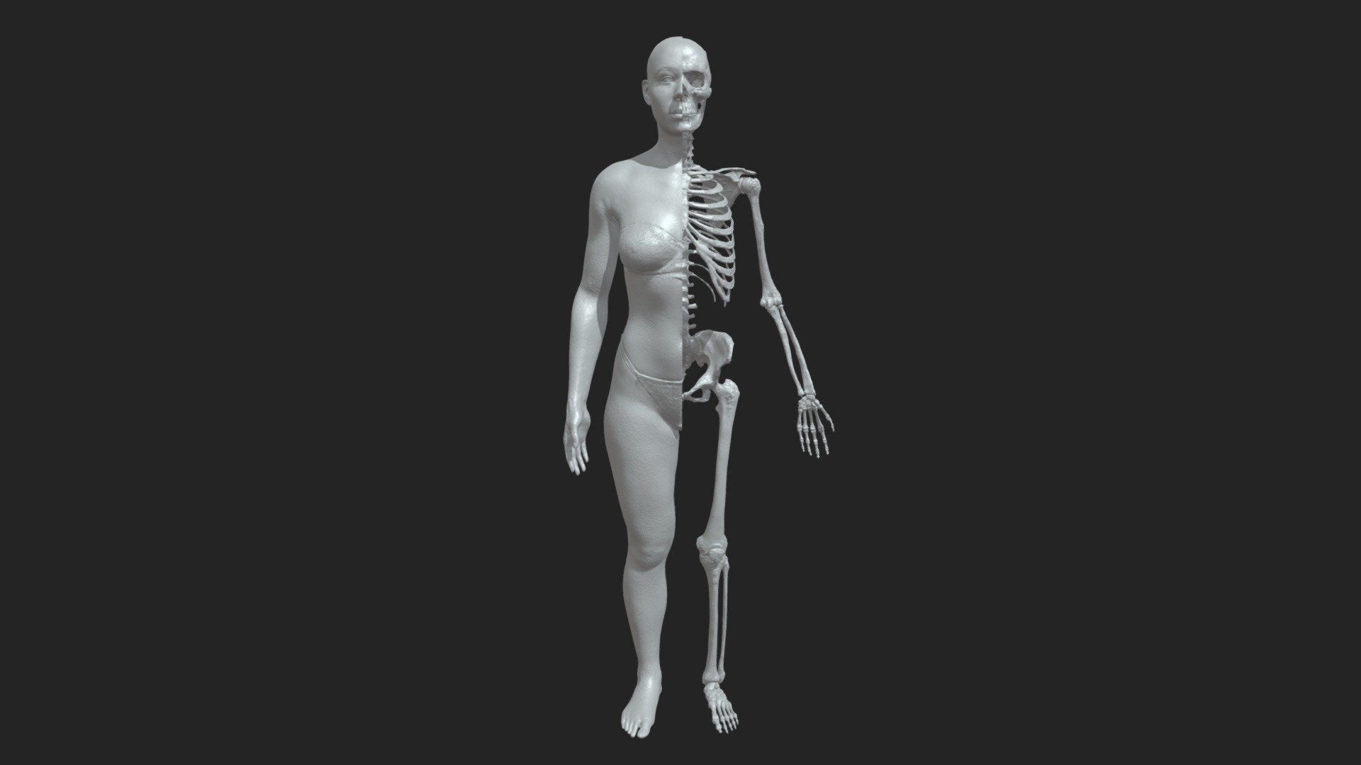 Mom Skeleton Figure - 3D model by SA Anatomy (@saanatomy) [ad860f0 ...