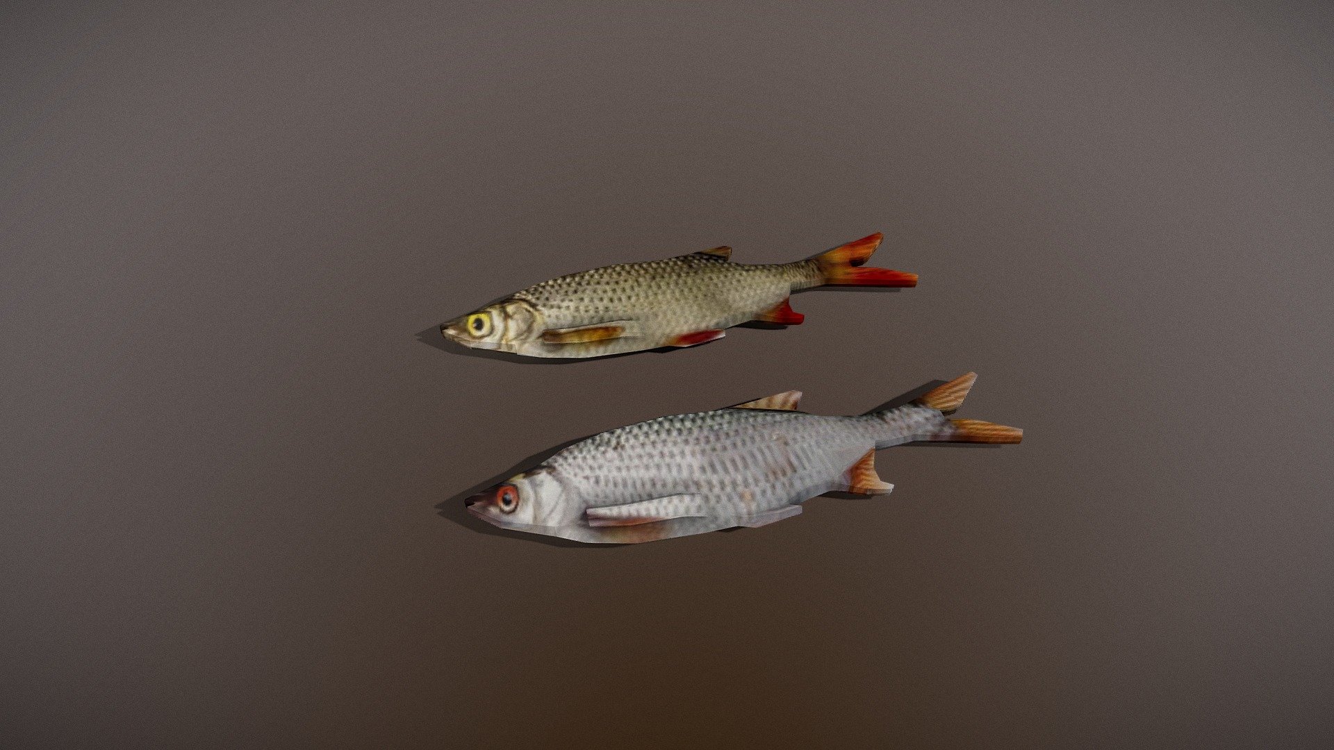 Lowpoly fish - Download Free 3D model by AspectStudios (@AspectStudio ...