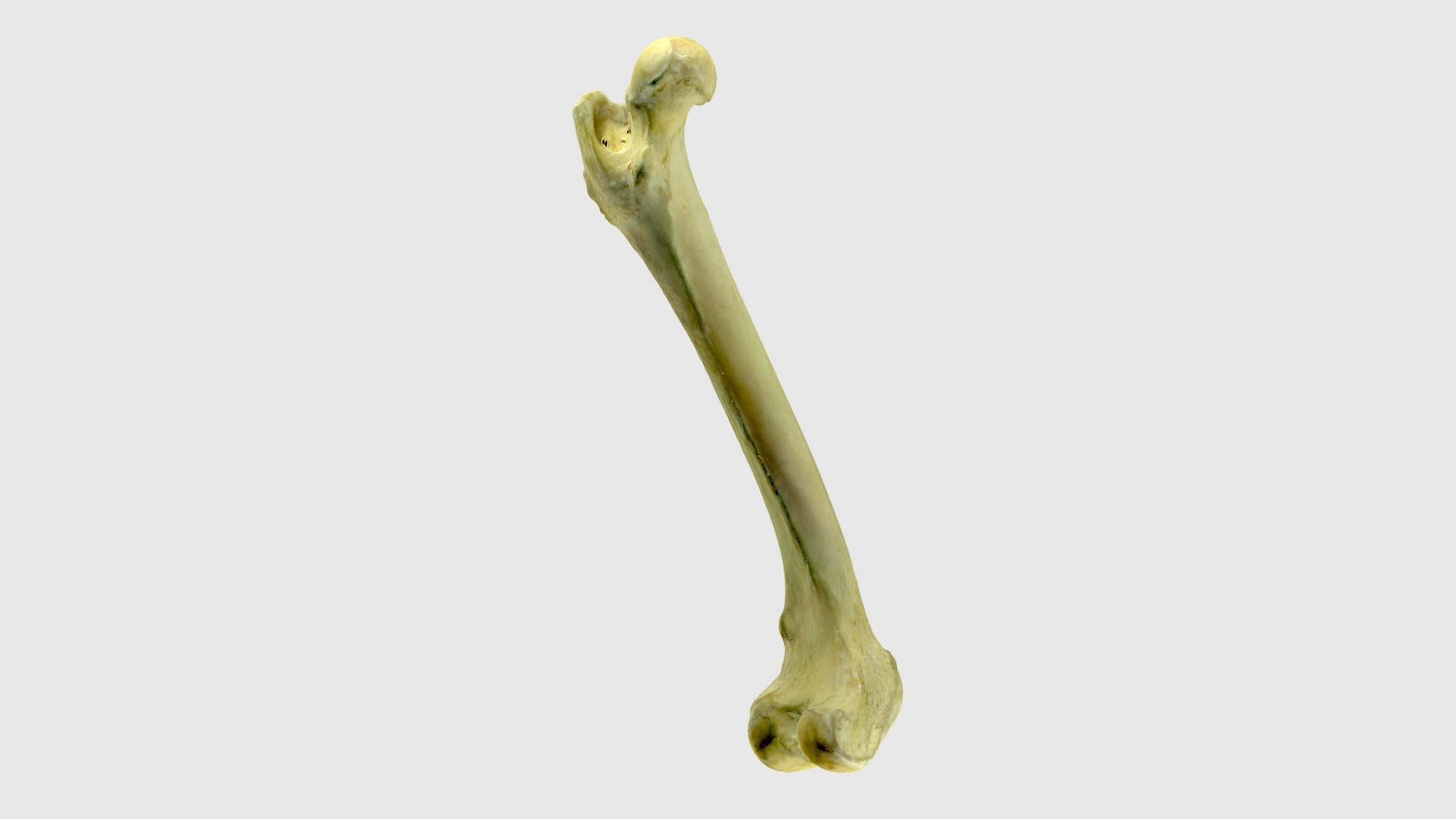 Canine Femur - Annotated - 3D model by rvcanatomy [ad94337] - Sketchfab