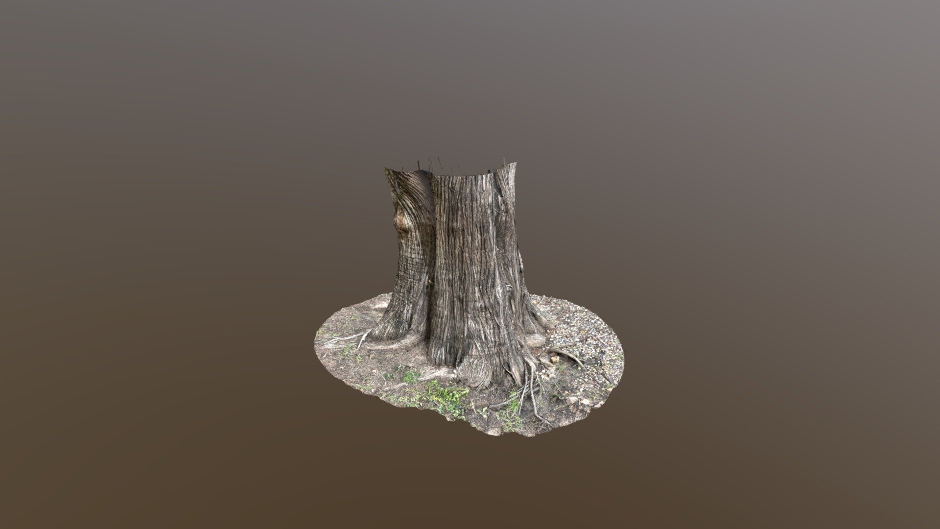 Juniper Trunk RAW - Adaptive Remesh - Download Free 3D model by ...