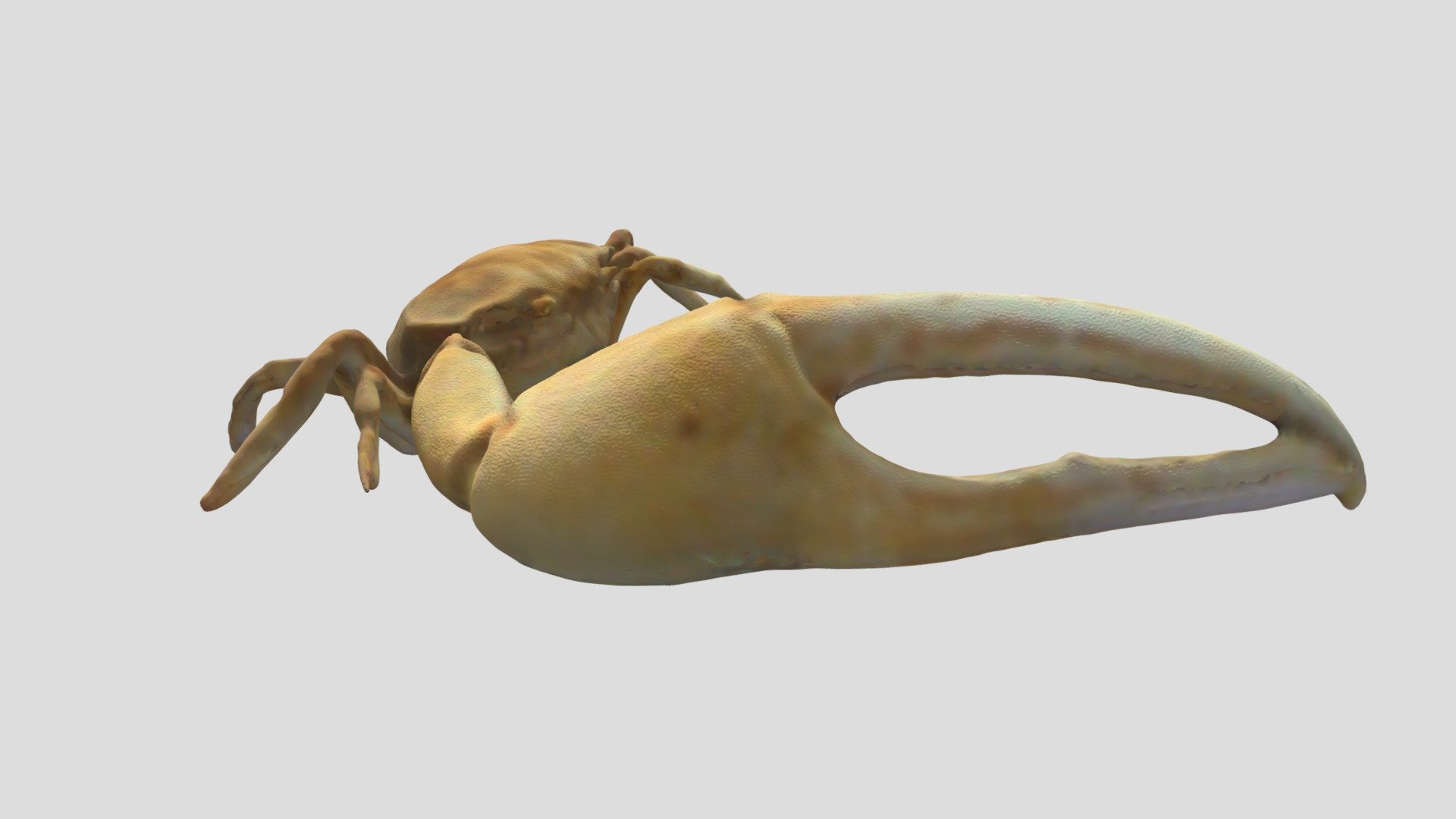 Fiddler Crab - 3D model by r.j.gilmour [ad9c3bc] - Sketchfab