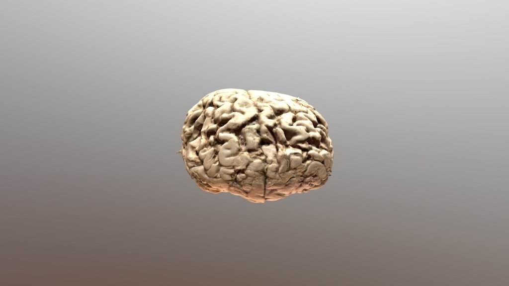 Brain - 3D model by dafeighan [ad9edc6] - Sketchfab