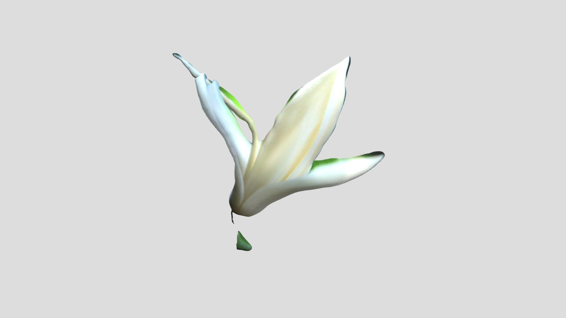 Bunga Kantil - 3D model by afnanzahrudin [ada0c91] - Sketchfab