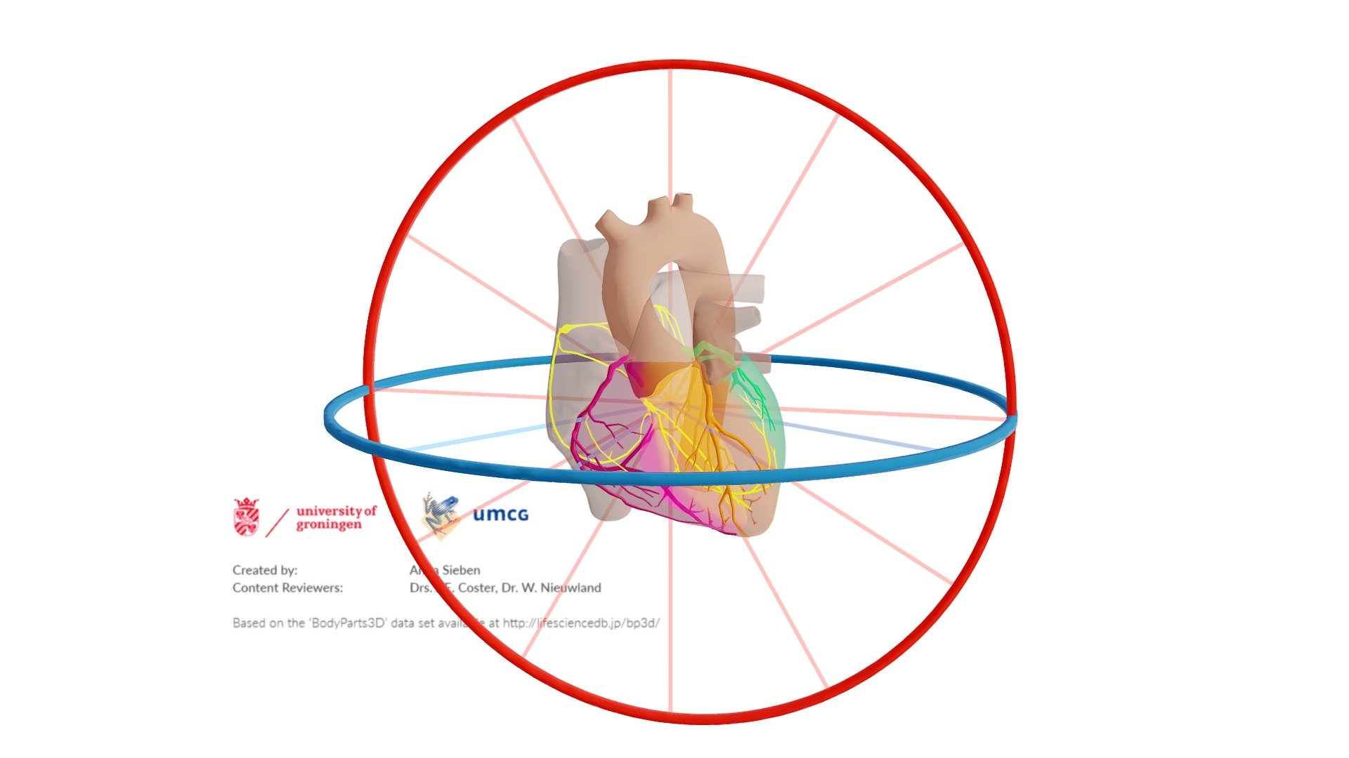 Anatomie van het Hart: Afleidingen en Geleiding - Download Free 3D ...