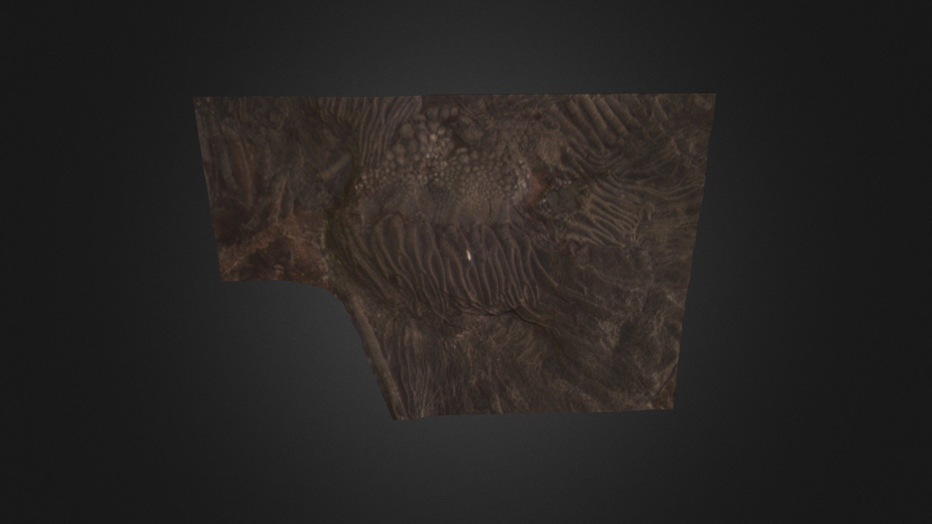 Fossil Crinoid - 3D model by Fuel3D [ada5f5c] - Sketchfab