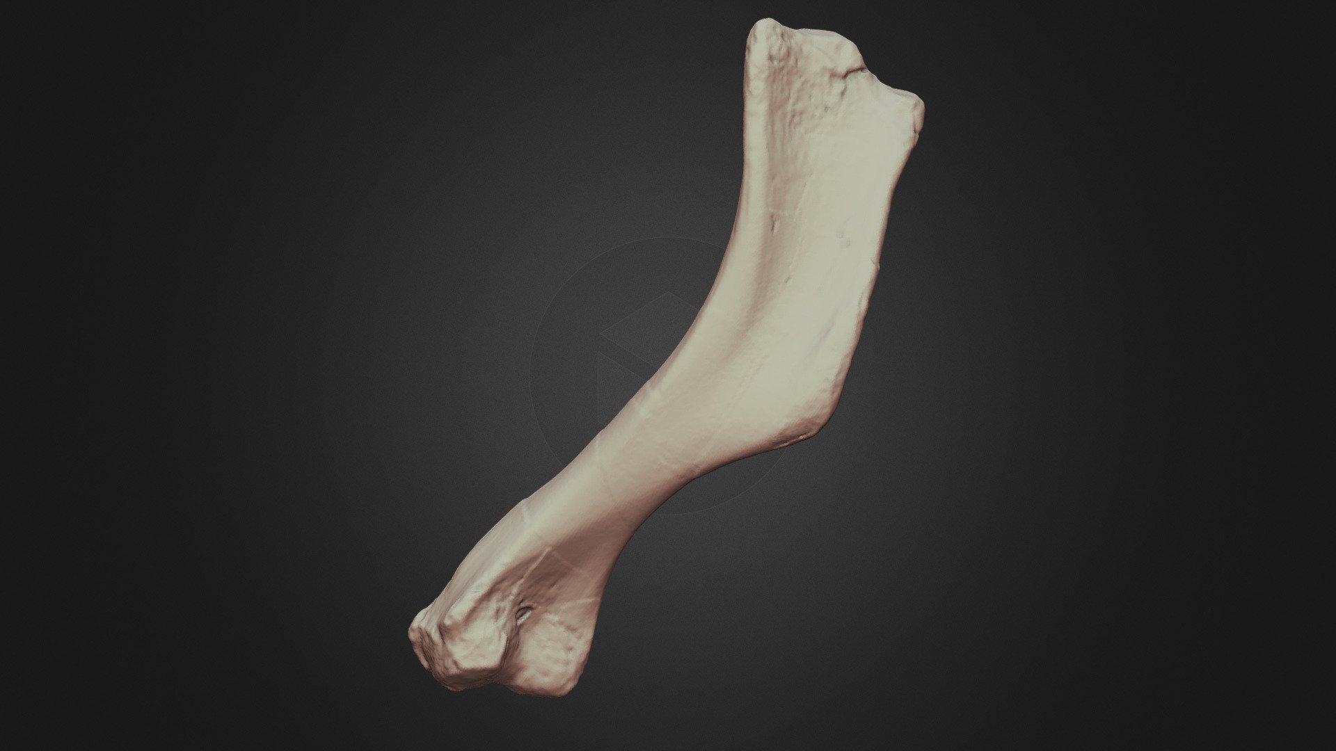 Hadrosaur Humerus - Buy Royalty Free 3D model by Olof Moleman ...