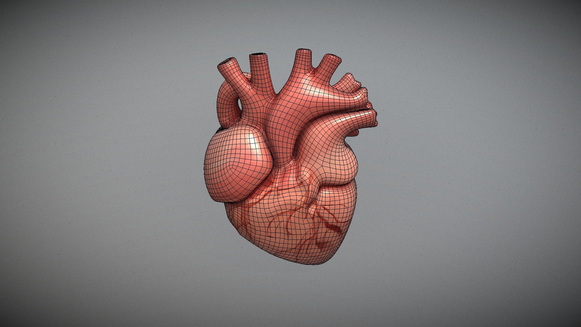 Human heart, realistic anatomical model - Download Free 3D model by 3d ...