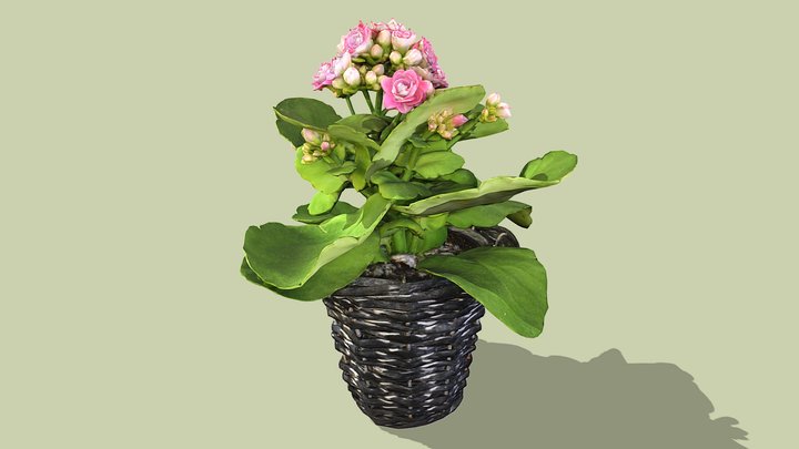 Flower-scan 3D models - Sketchfab