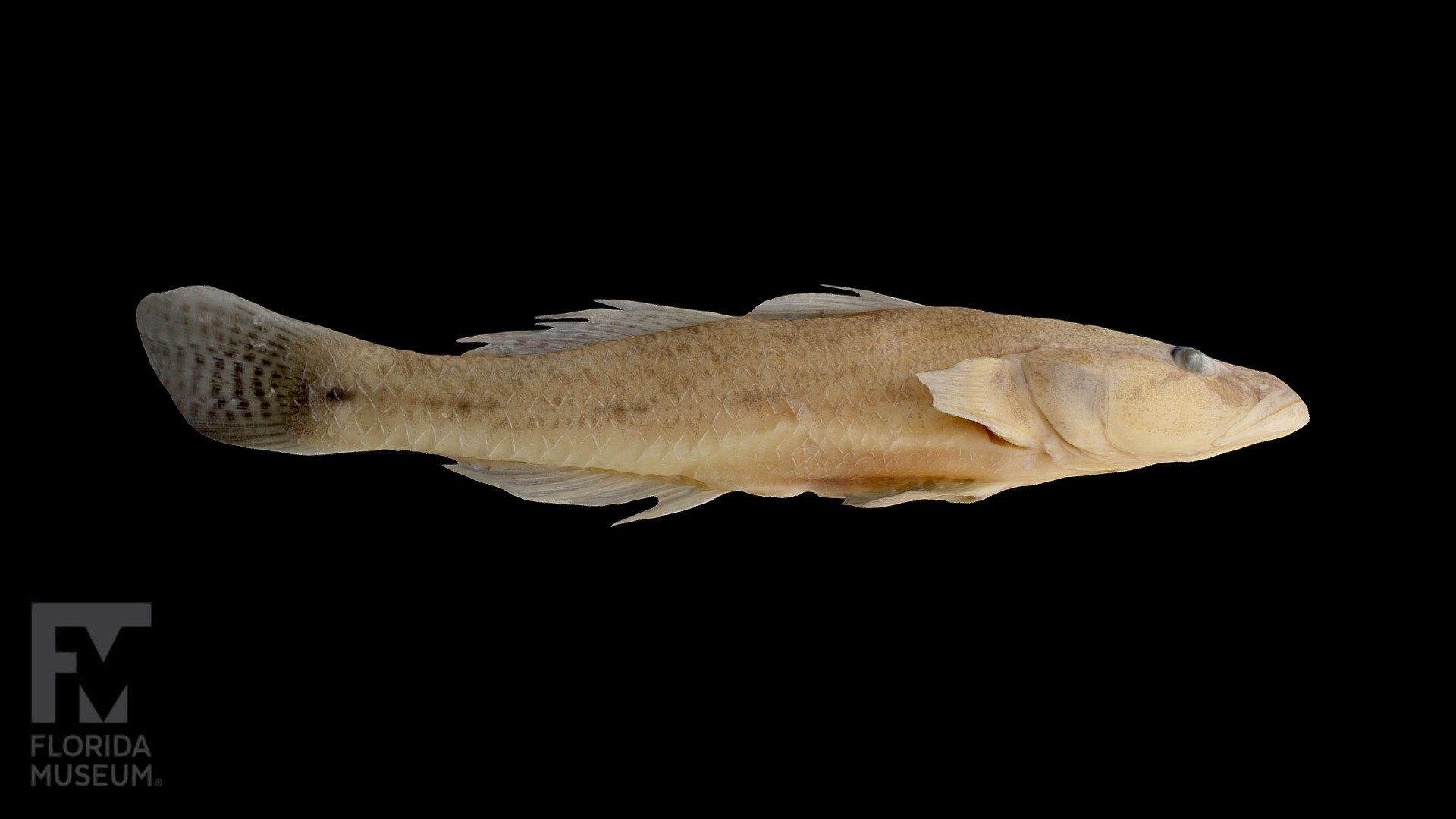 Golden Flathead Goby, Gobiidae - 3D model by FloridaMuseum [adc62db ...