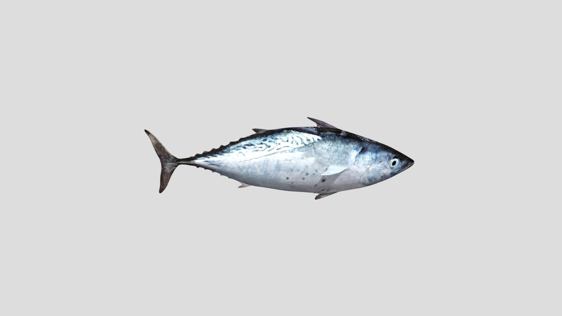 Euthynnus alletteratus Fish - Download Free 3D model by Giang Model 3D ...
