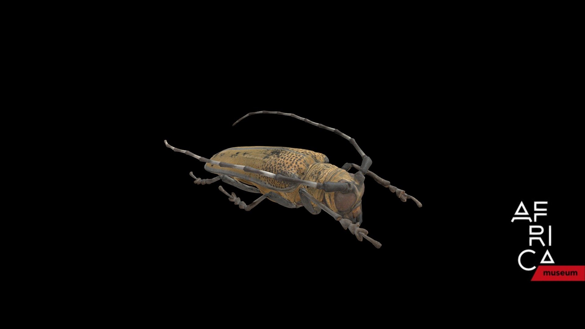 Apriona germari - 3D model by Royal Museum for Central Africa ...