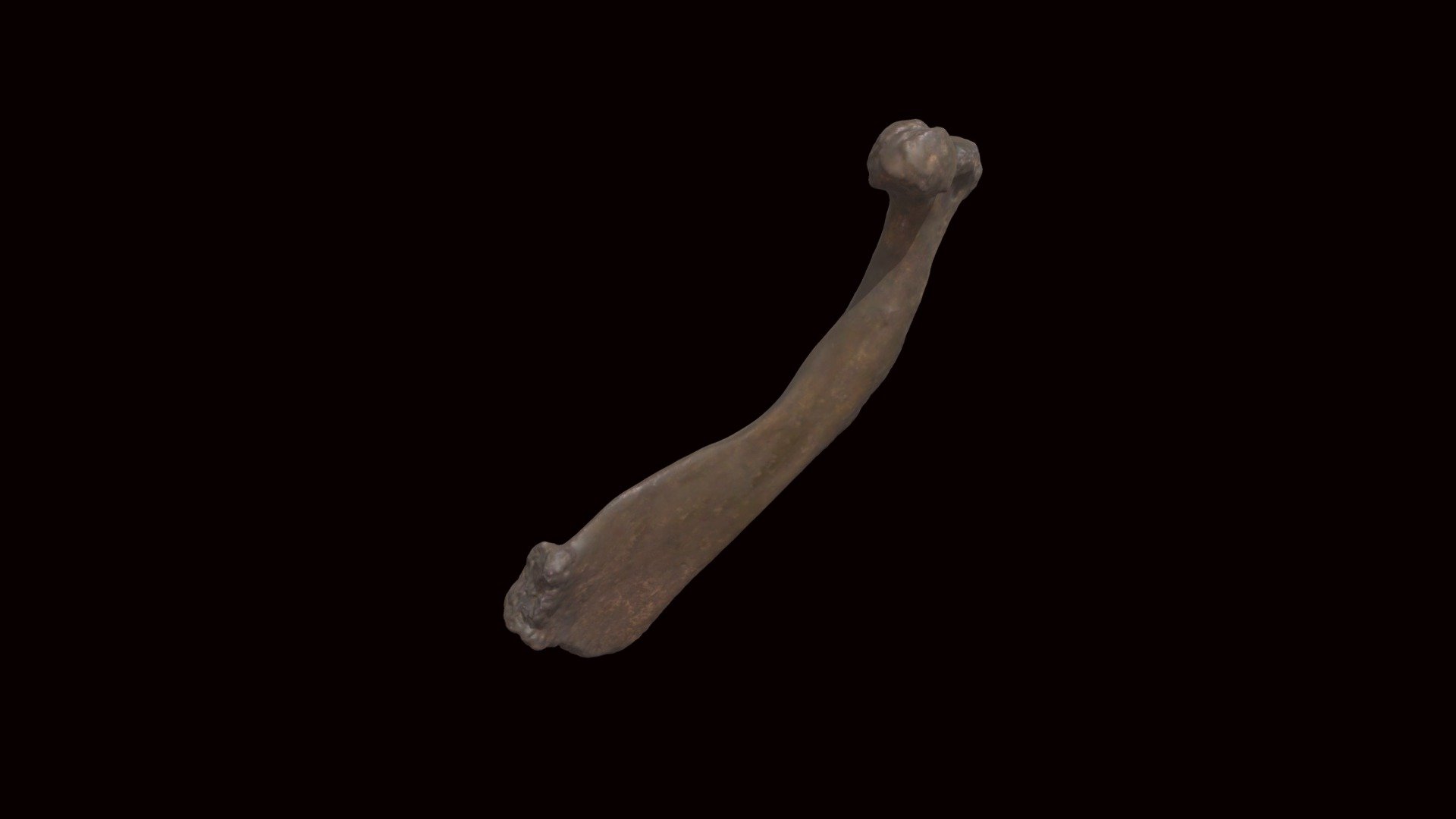 Mastodon rib (VCU_3D_7940) - Download Free 3D model by Virtual Curation ...
