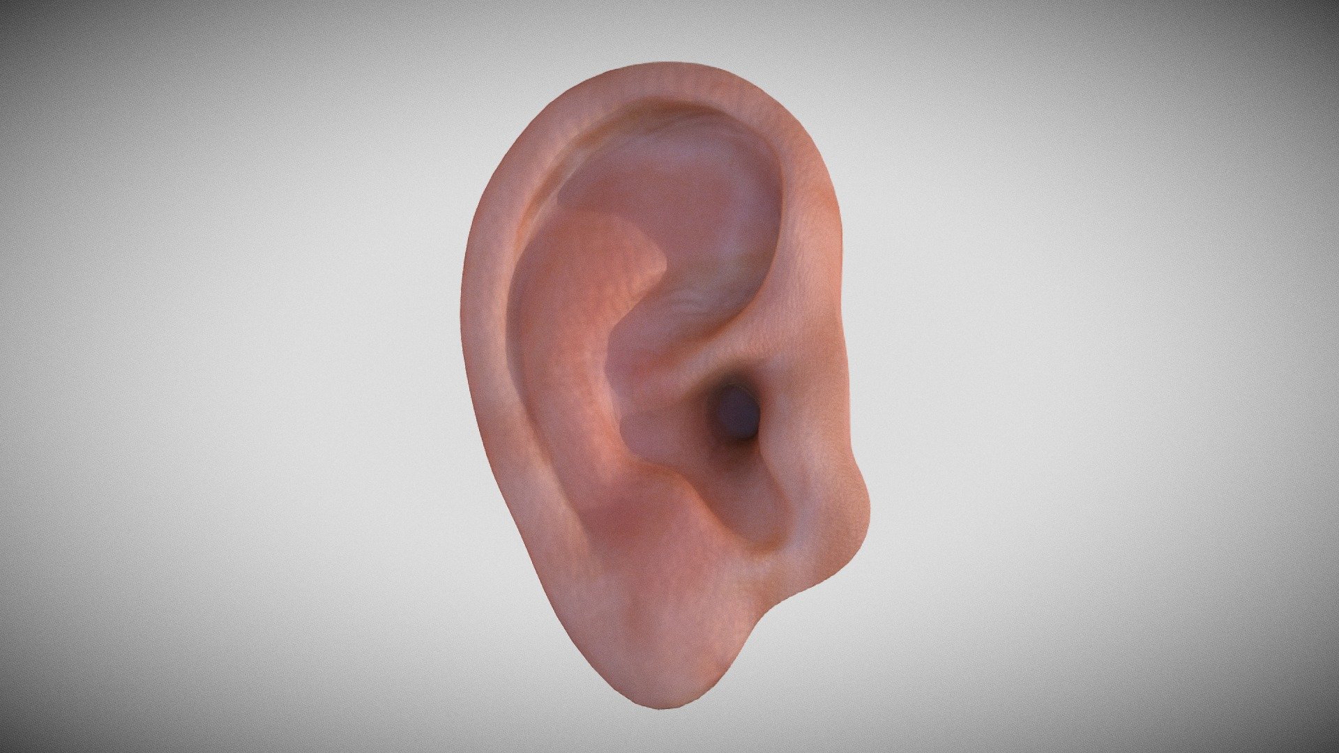 Human Ear - 3D model by aleksndrs.belajevs [addc4f8] - Sketchfab