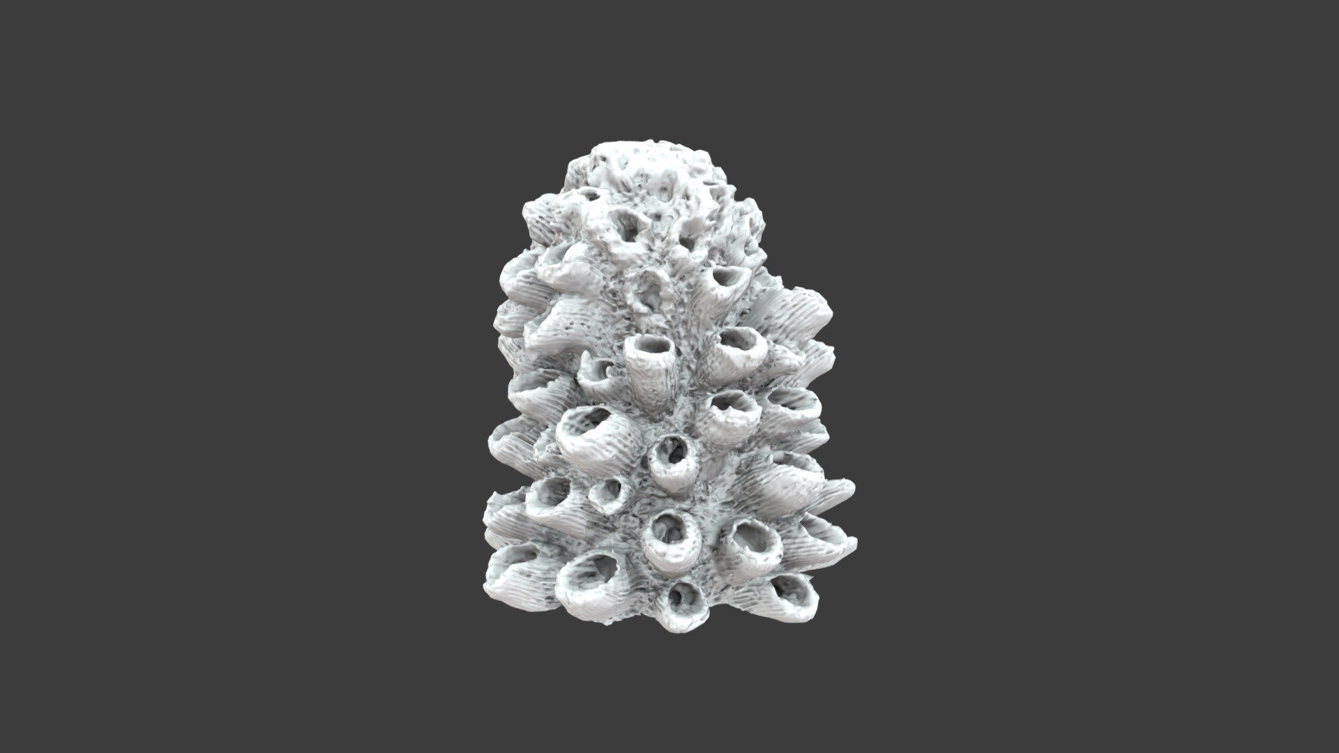 Acropora cervicornis: Detail View - Download Free 3D model by The ...