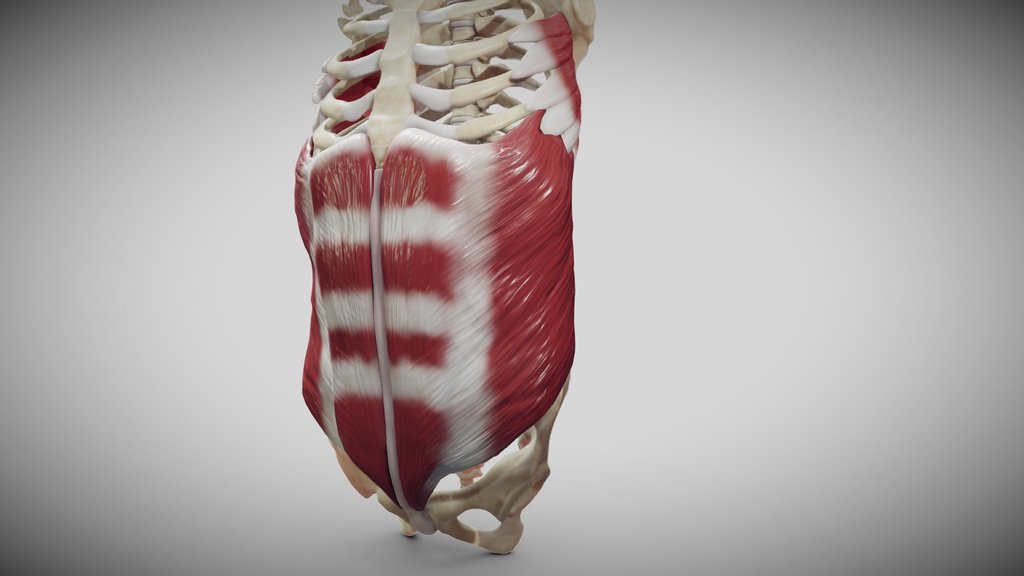 Muscles of the torso - Front - A 3D model collection by Beatriz Gomez ...