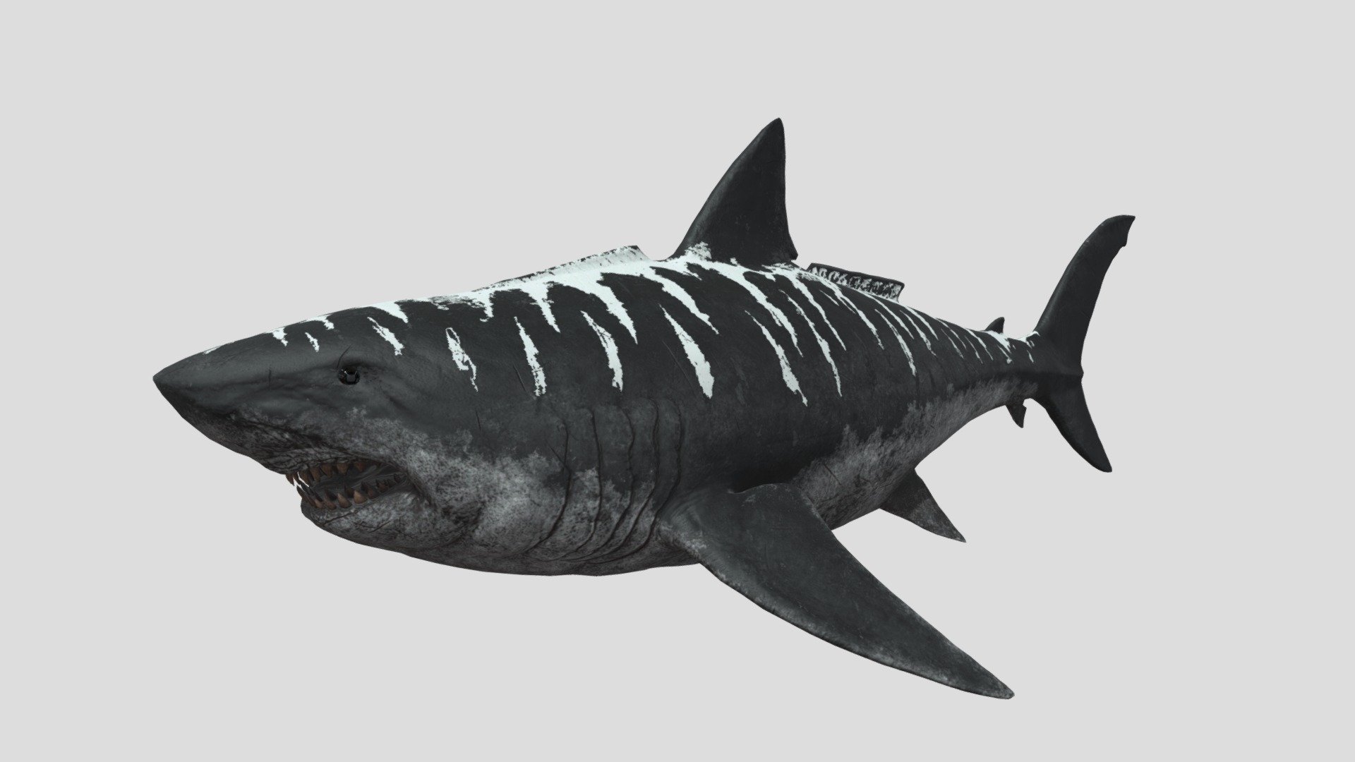 Megalodon - Download Free 3D model by kenchoo [ade9197] - Sketchfab